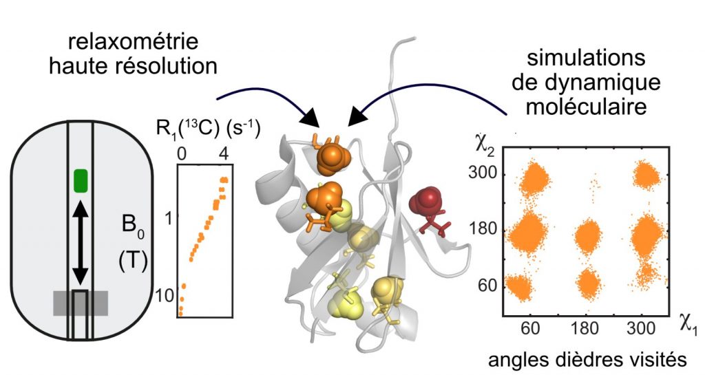 Time-Resolved Protein Side-Chain Motions Unraveled by High-Resolution ...