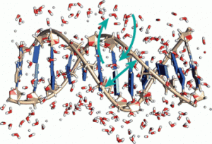 Dynamical Disorder in the DNA Hydration Shell – Département de Chimie ...